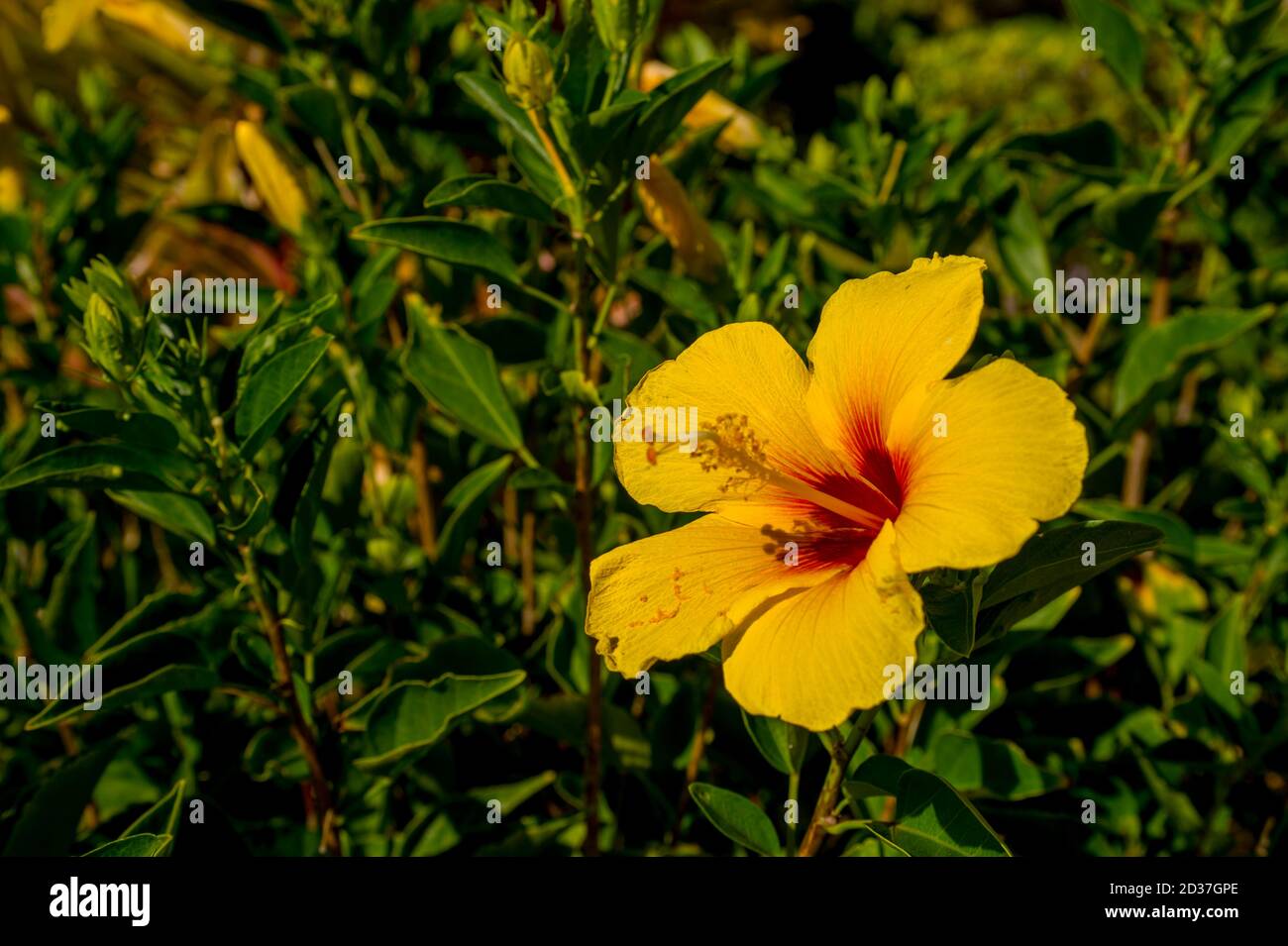 Yellow hybrid hibiscus flower on Kauai Island, Hawaii, USA Stock Photo ...