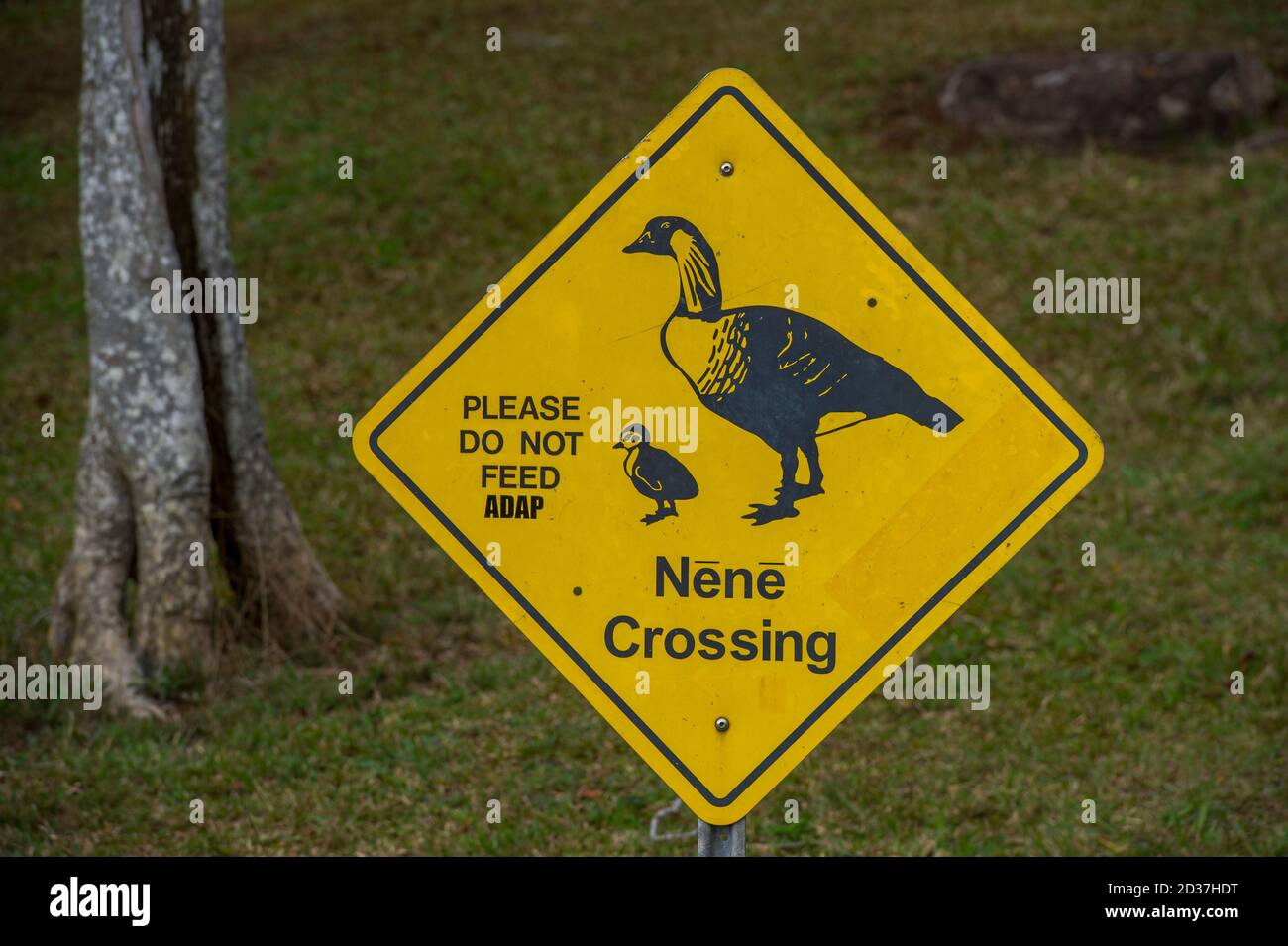 Nene (Hawaiian Goose) crossing sign in Waimea Canyon State Park near ...