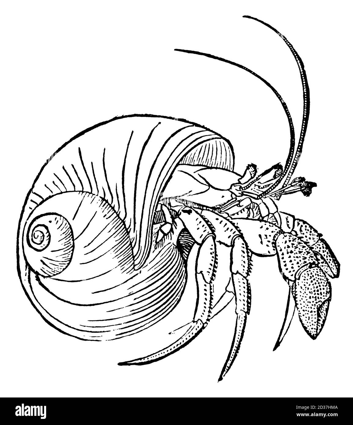 Antique 19th Century Illustration Of A Hermit Crab Isolated On White Published In