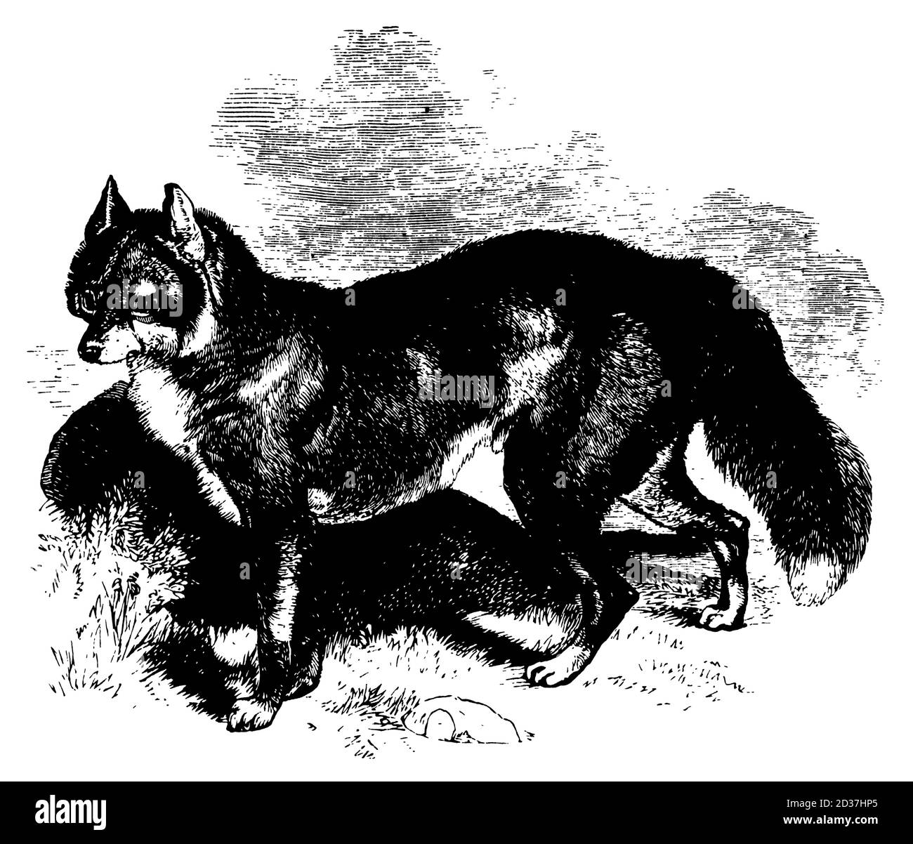 Black dingo hi-res stock photography and images - Alamy