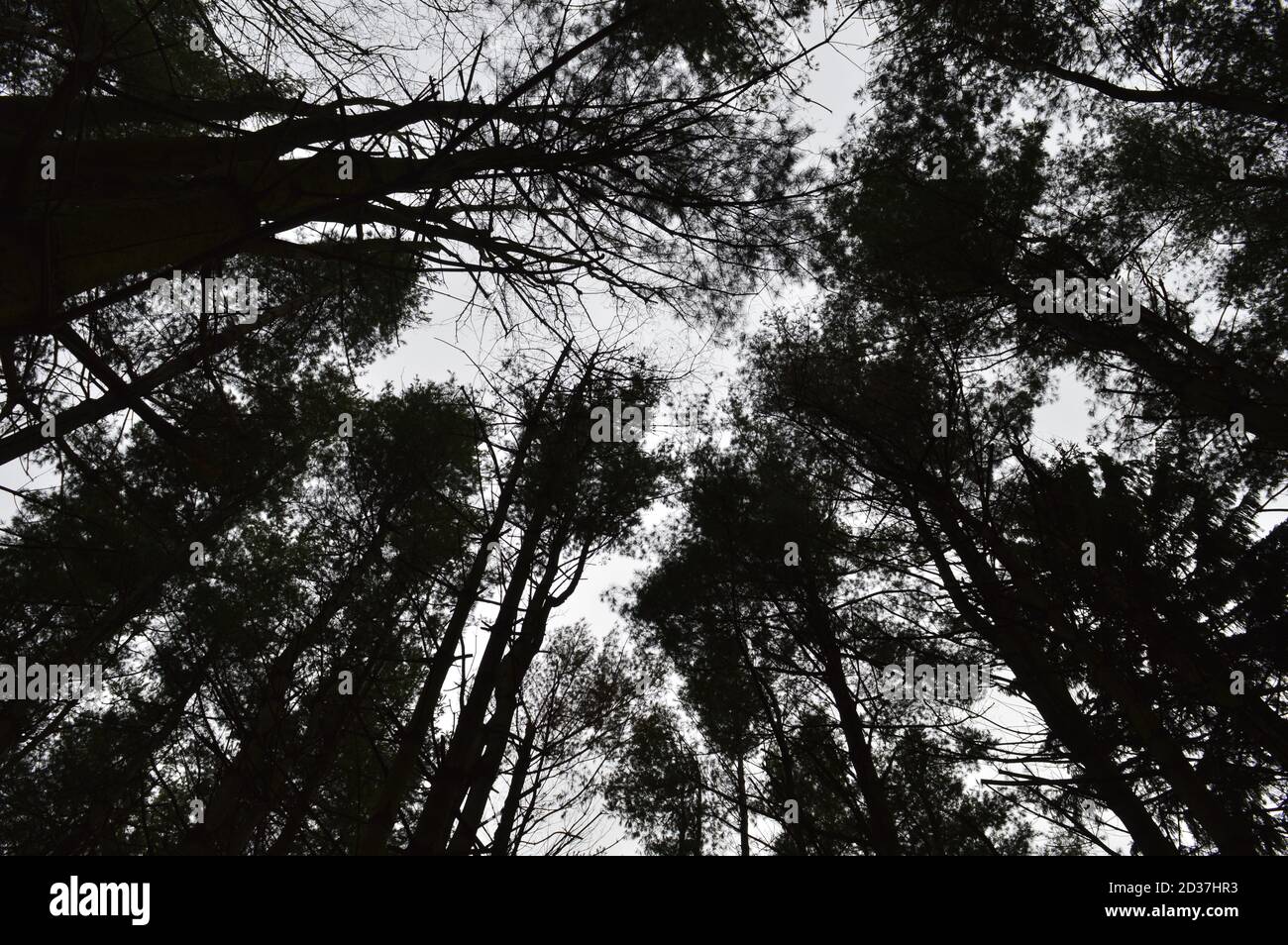 Tree Clusters On A Stormy Day Stock Photo - Alamy