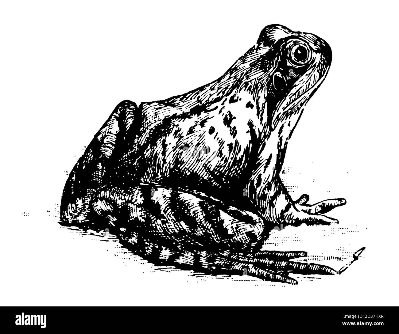 Antique 19th-century engraving of a frog (isolated on white). Published ...