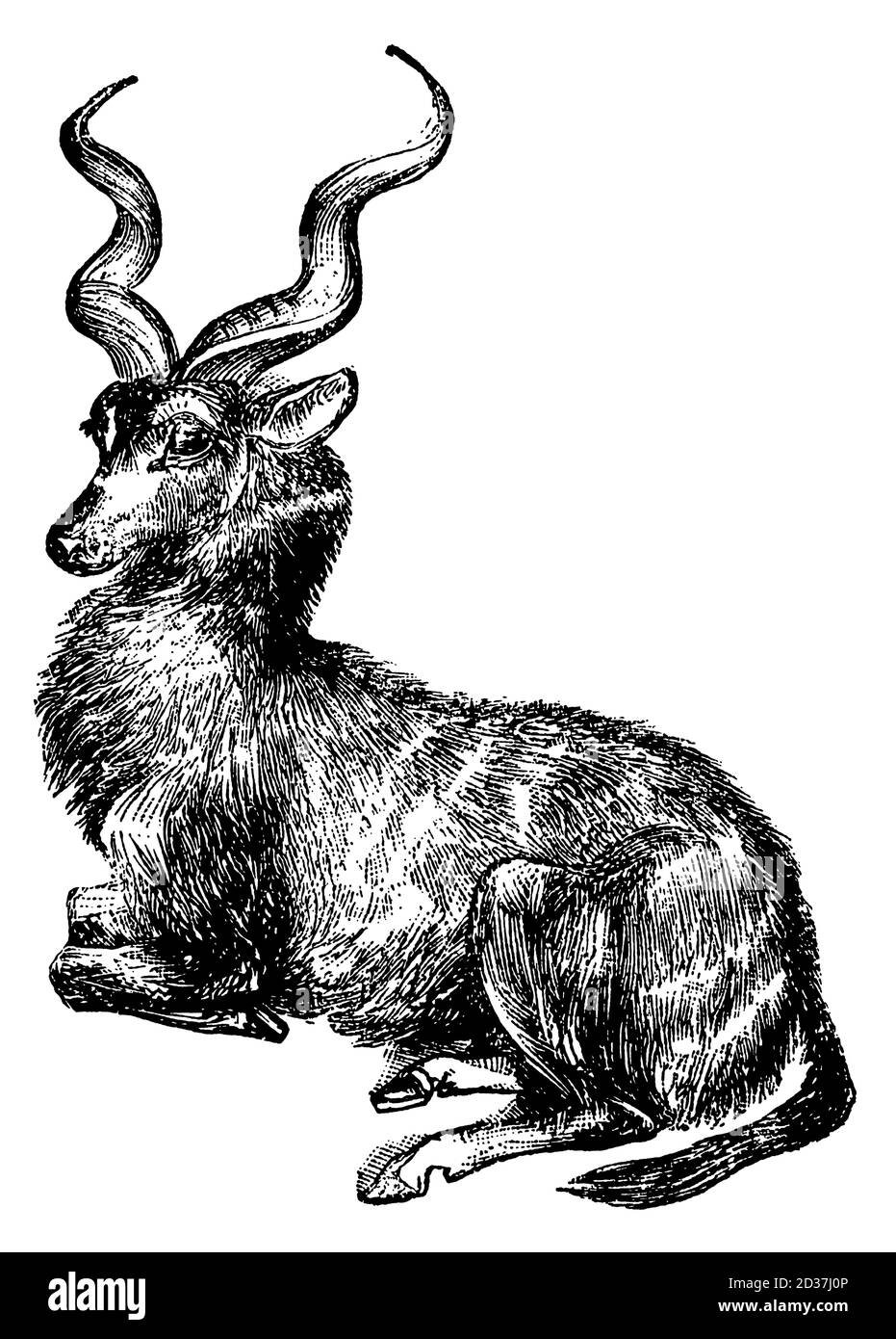 Horizontal kudu Cut Out Stock Images & Pictures - Alamy