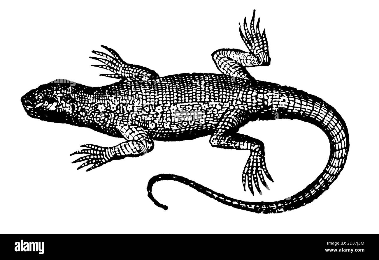 Antique 19th-century engraving of a lizard (isolated on white ...
