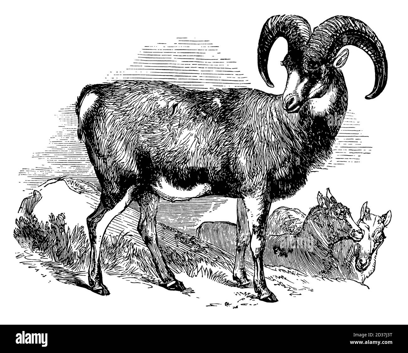 19th-century illustration of a mouflon (isolated on white). Published ...