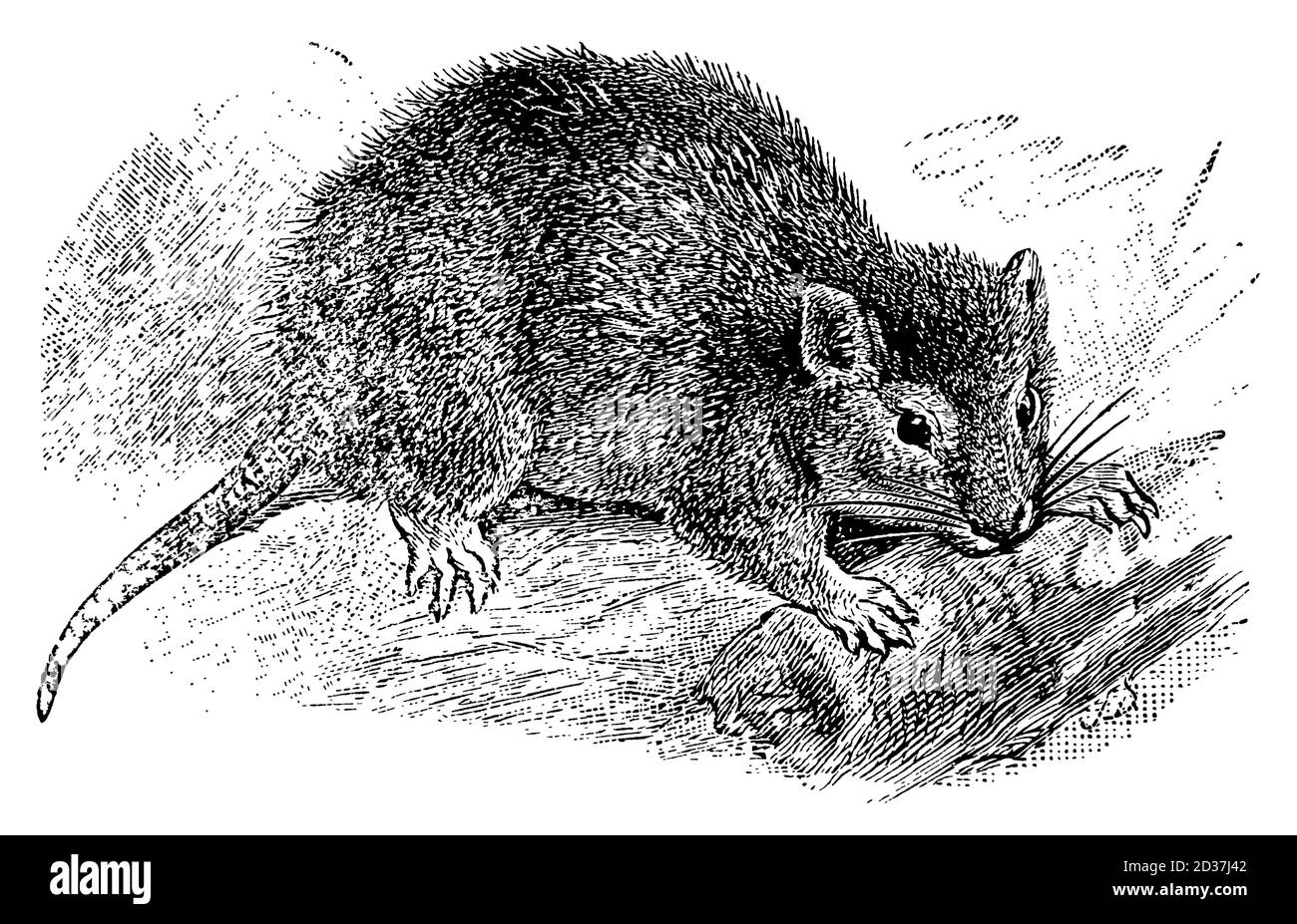 Antique illustration of a mouse (isolated on white). Published in ...