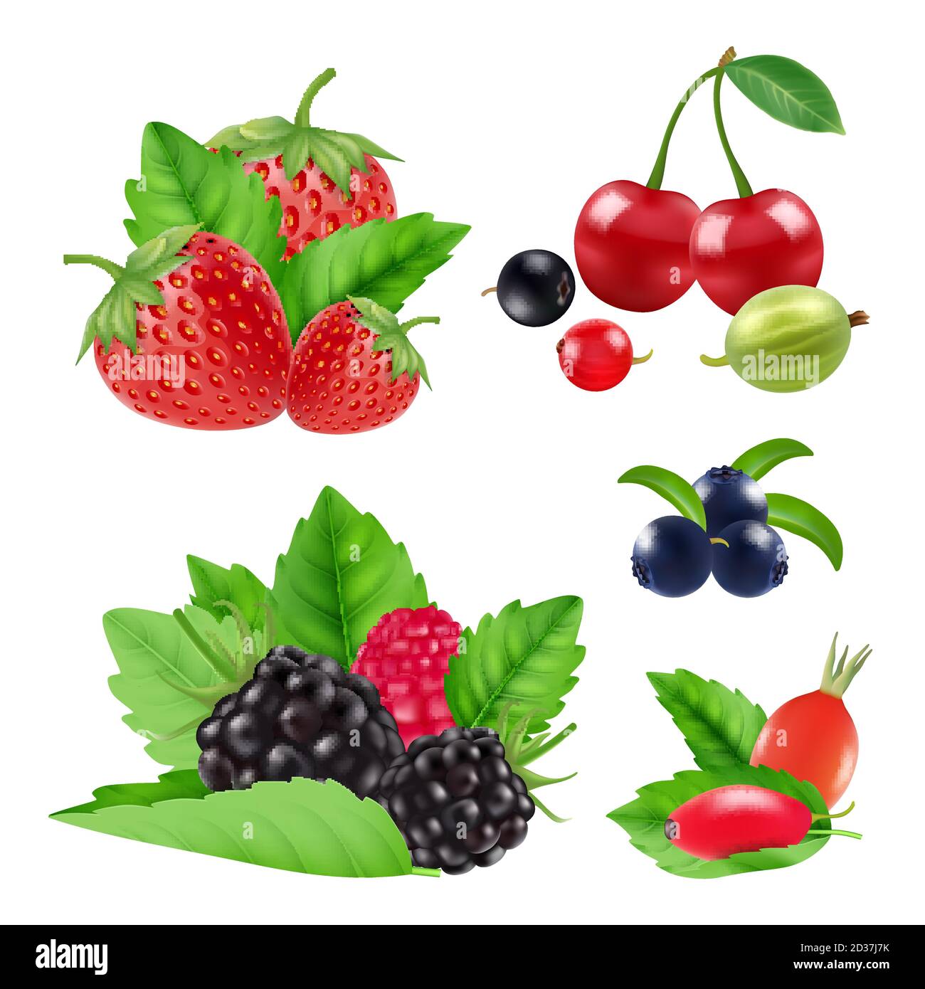 Realistic garden and wild berries. Blackberry, raspberry, blueberry ...