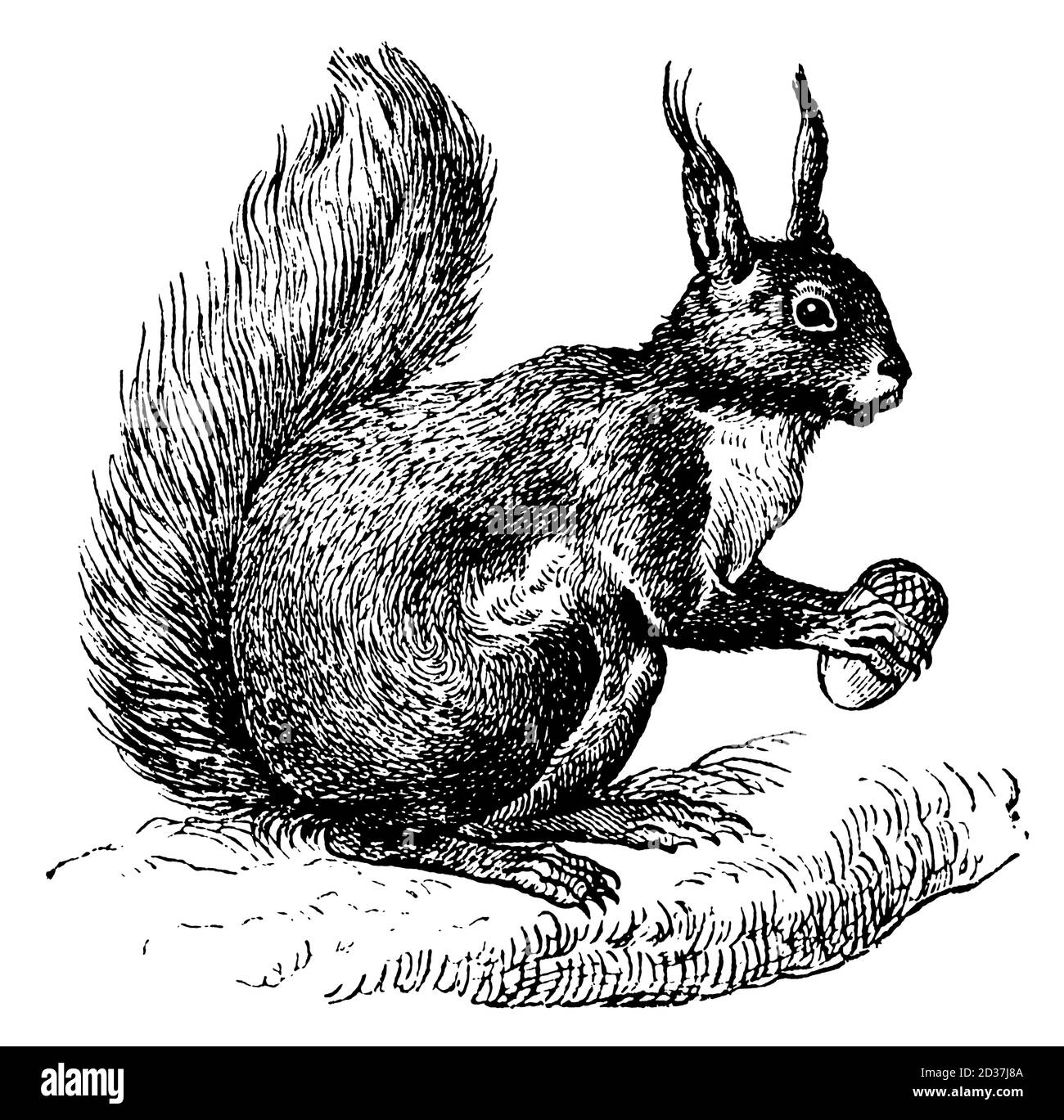 Antique illustration of a squirrel (isolated on white). Published in ...