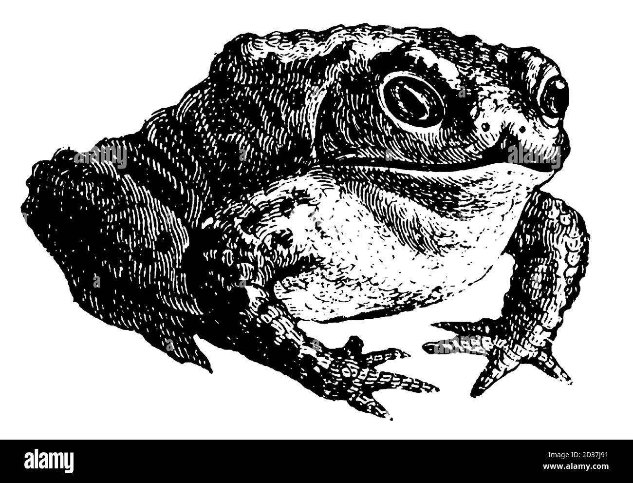 Antique illustration of a common toad (isolated on white). Published in ...