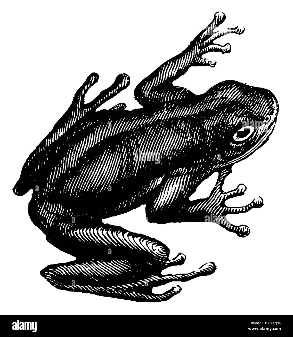 Atlas Of Frog