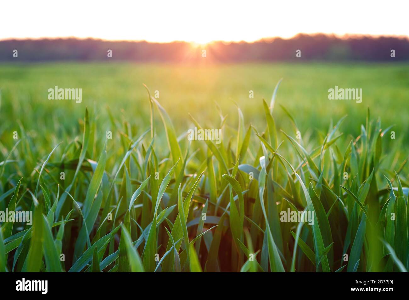 Rye growing seedlings hi-res stock photography and images - Alamy