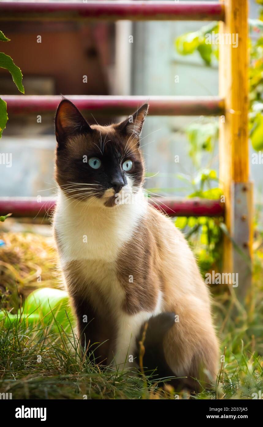 Full-length siamese cat in an autumn backyard photo Stock Photo - Alamy