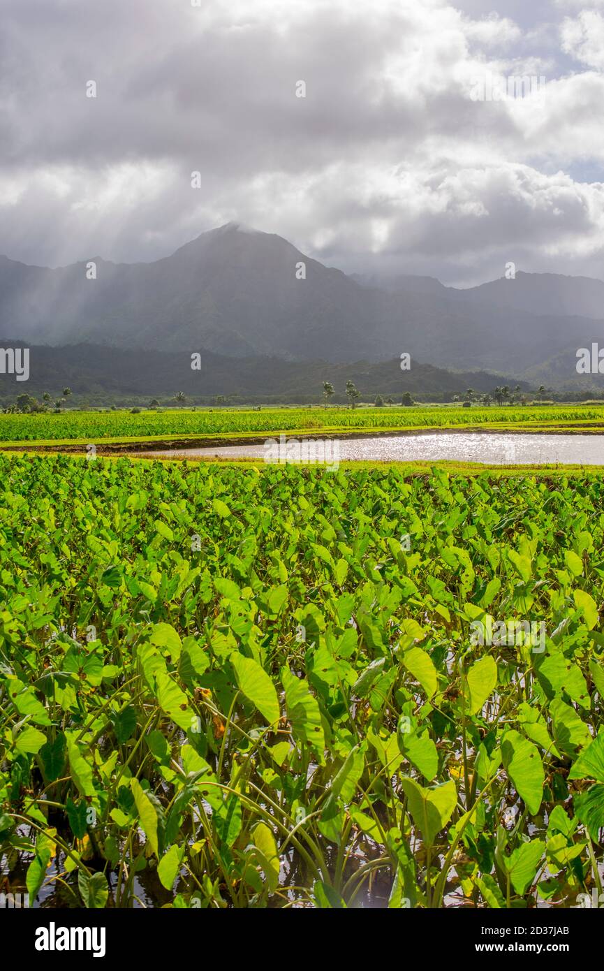 American taro hi-res stock photography and images - Alamy