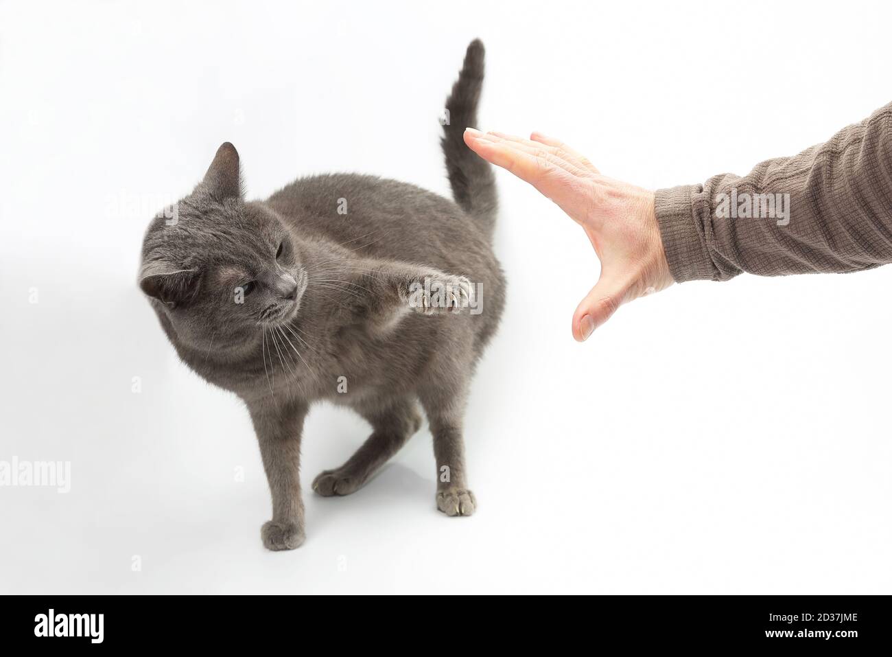 aggressive gray cat stretched out a paw with claws on the human hand ...