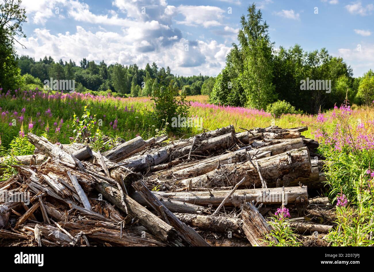 Broken old cut tree logs piled up on the meadow in forest in sunny ...