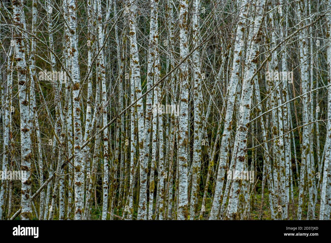 Grove of Red alder (Alnus Rubra) trees in the Hoh River rainforest ...