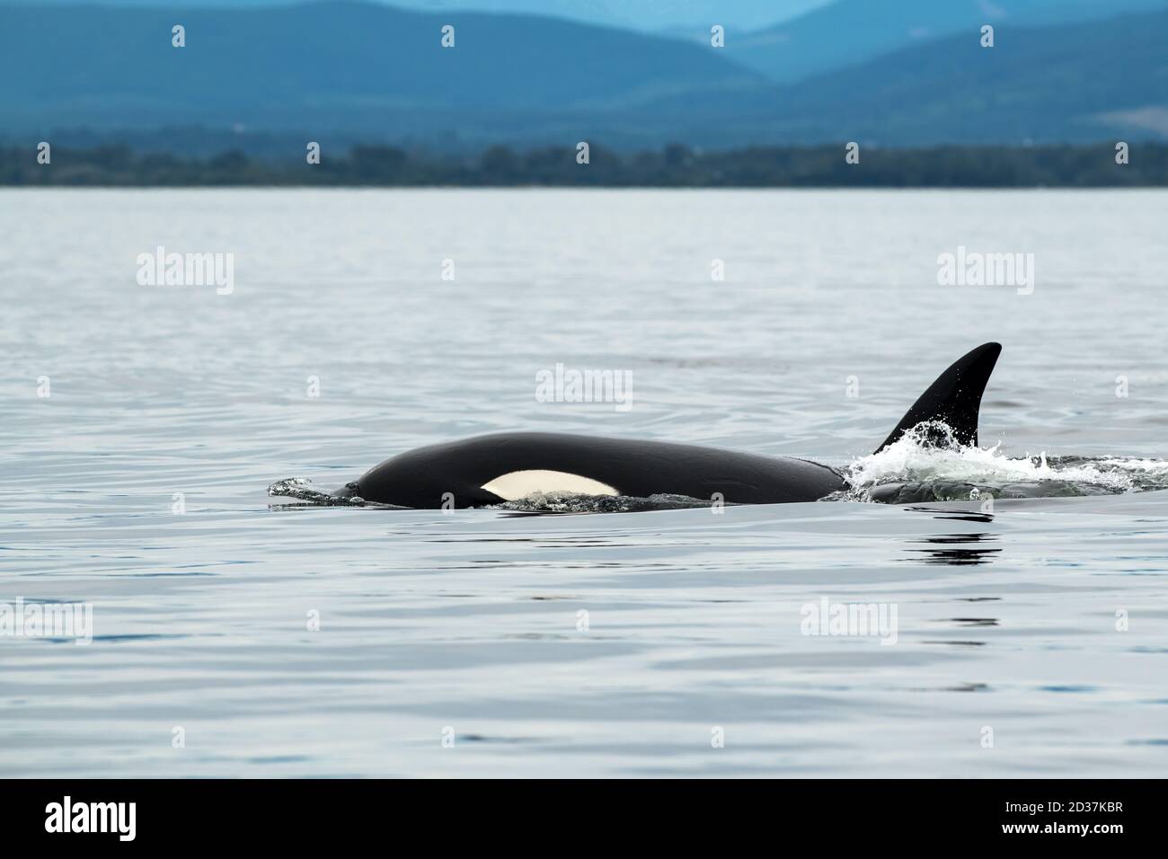 Bigg's orca whale in the sea surrounded by hills in Vancouver Island ...
