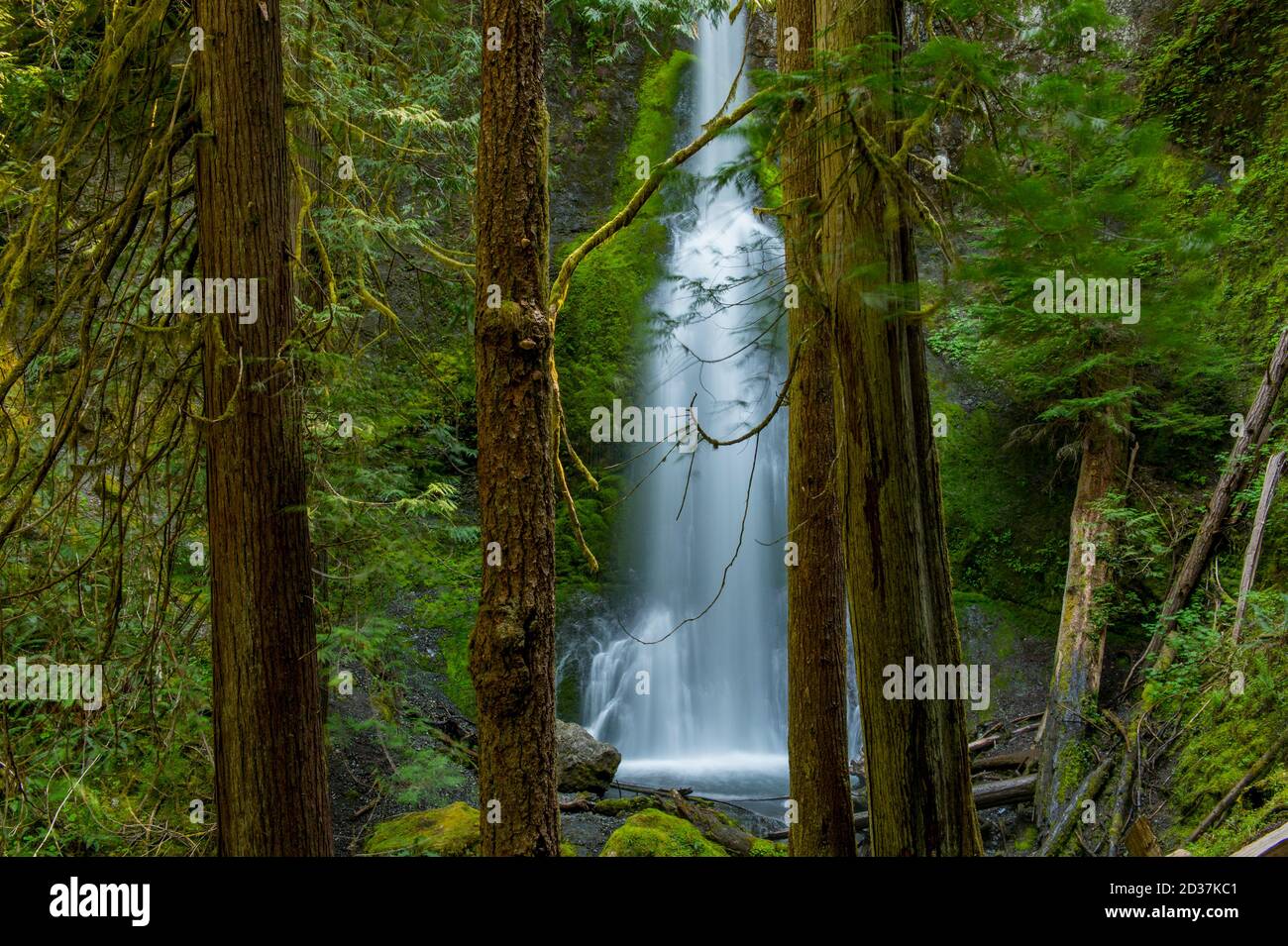 Marymere Falls on the Olympic Peninsula in the Olympic National Park in ...
