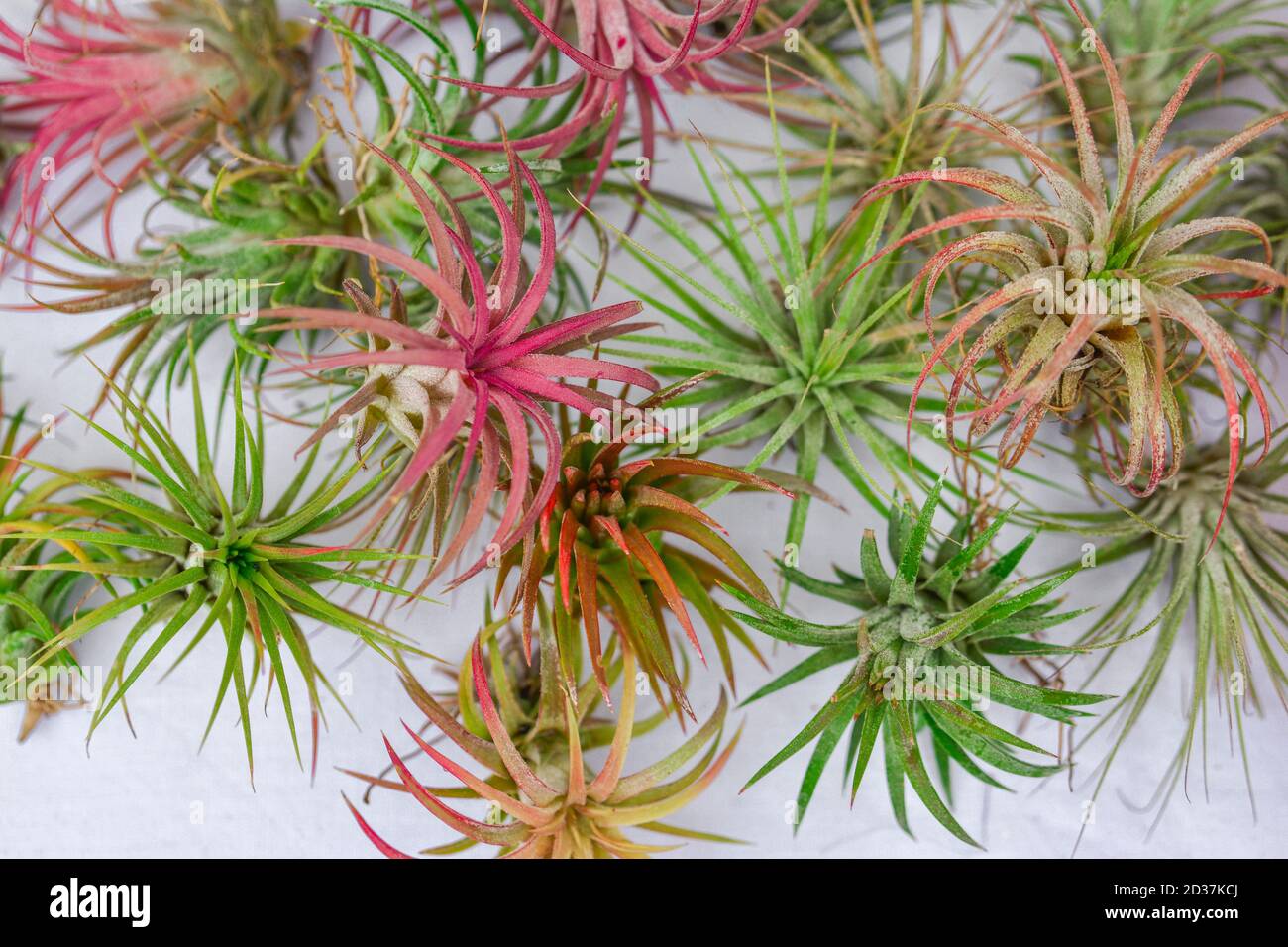 different tillandsia air plants Stock Photo - Alamy