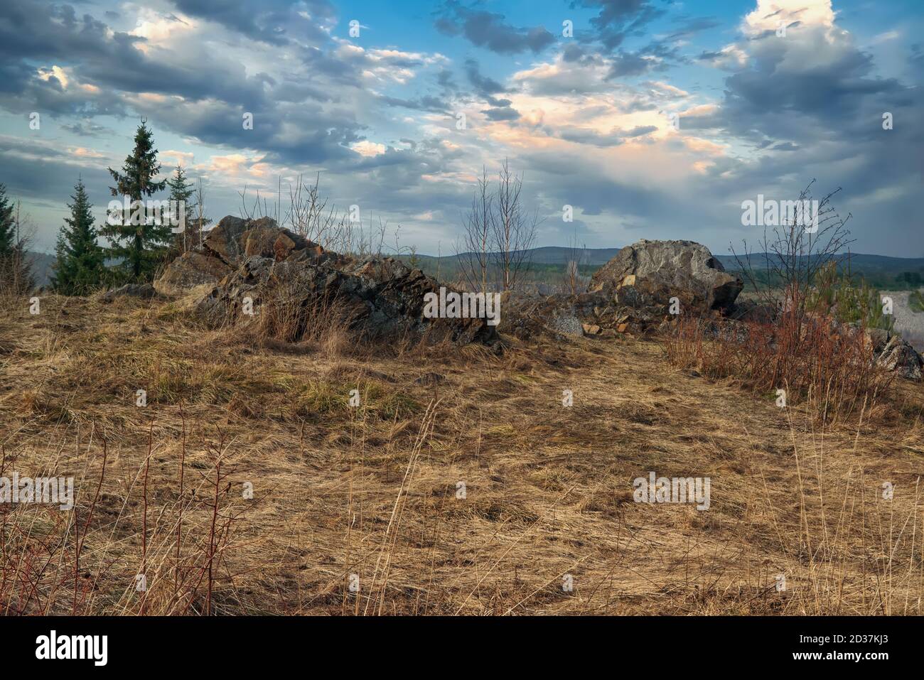 Forest meadow field landscape. Early spring forest meadow view. Forest ...