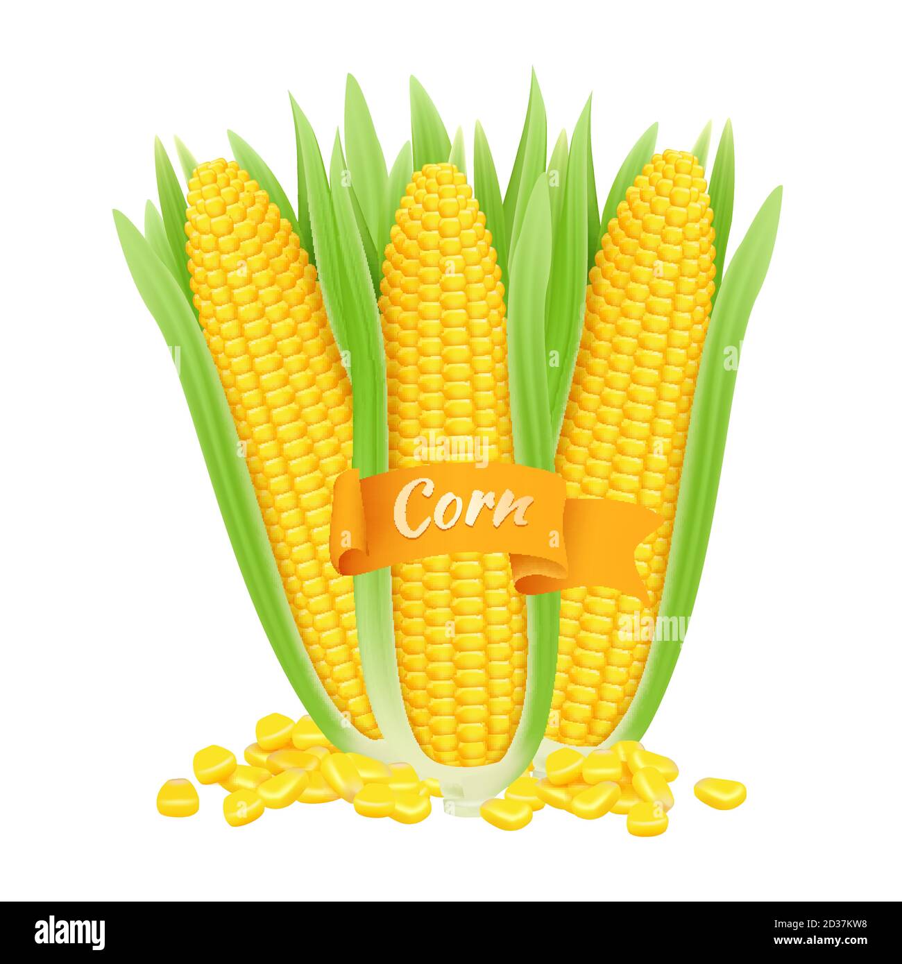 Realistic corncobs. Vector corn grains and cobs with leaves isolated on ...