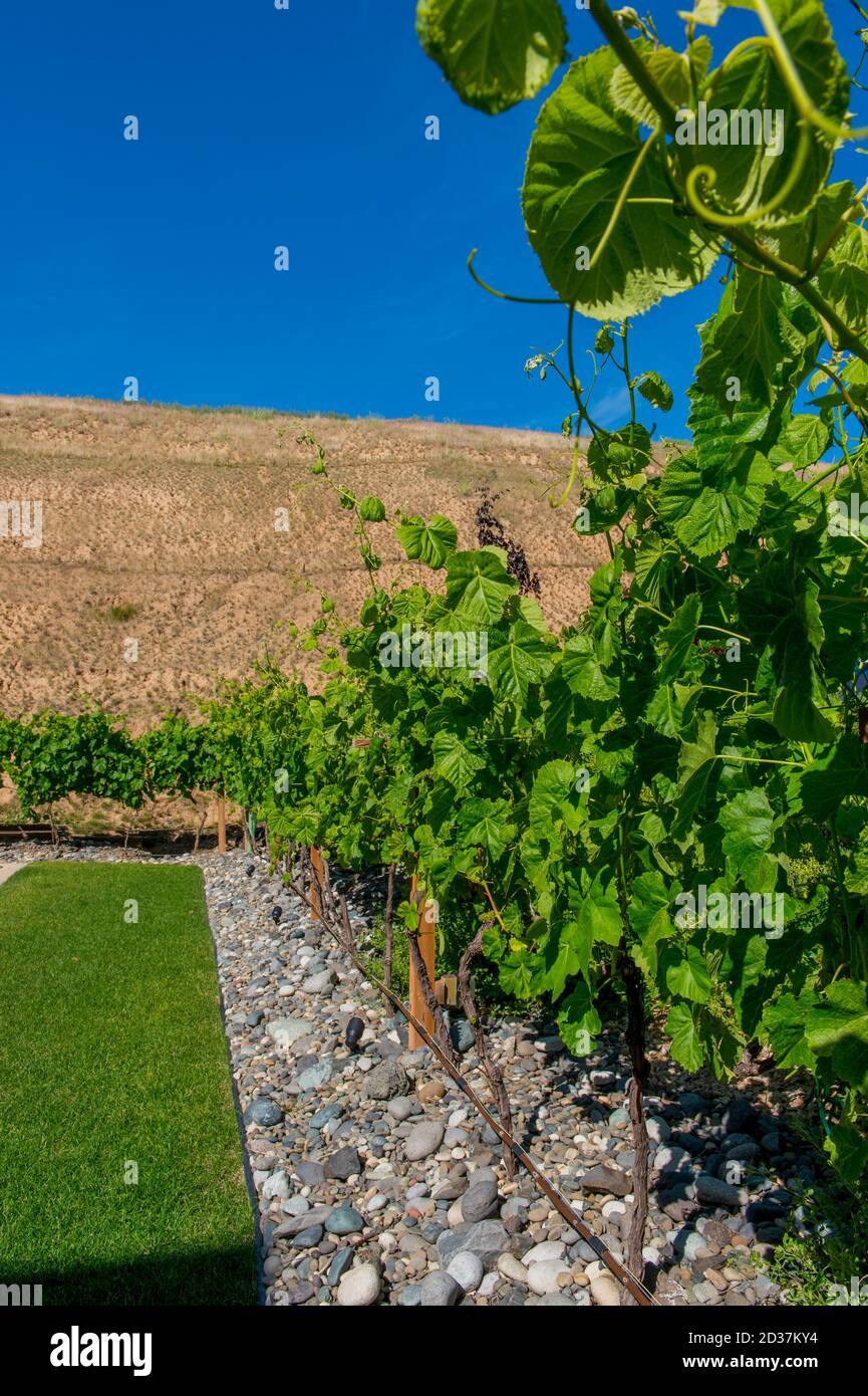 Grape vines growing at Merry Cellars winery in Pullman in Whitman ...