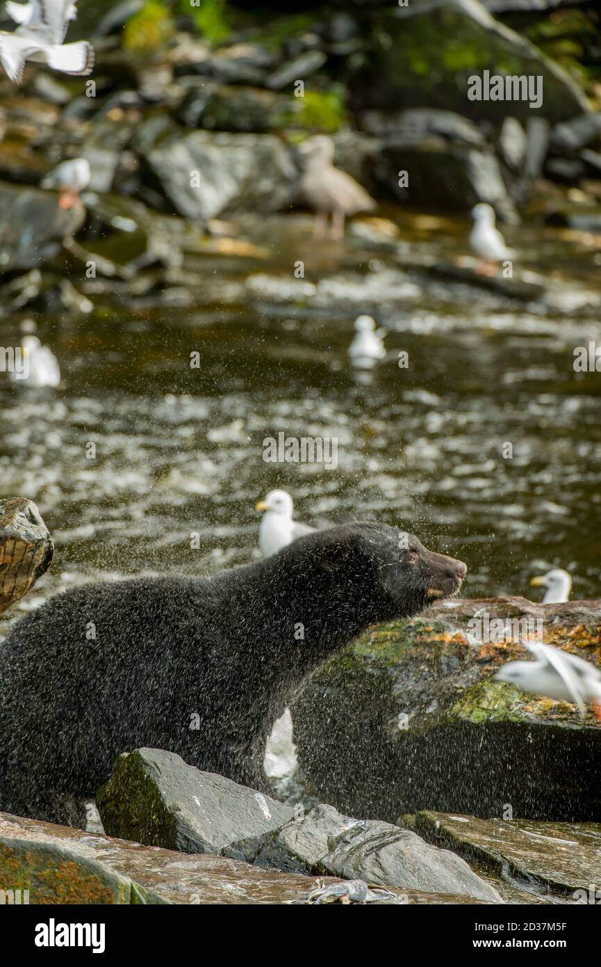 Shaking fish hi-res stock photography and images - Alamy