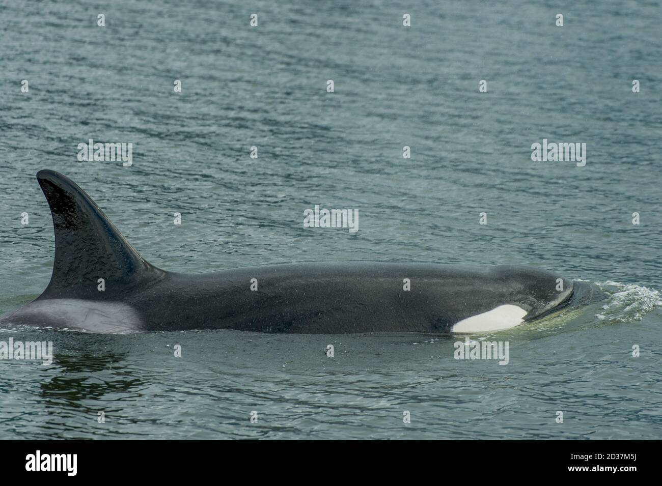Orca (Killer whale) off Wrangell Island, in Southeast Alaska, USA Stock ...