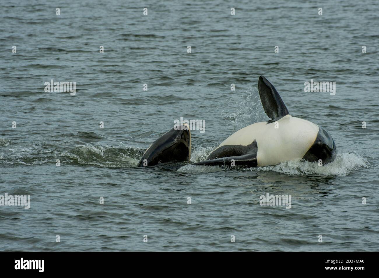 Baby Killer Whale Eyes