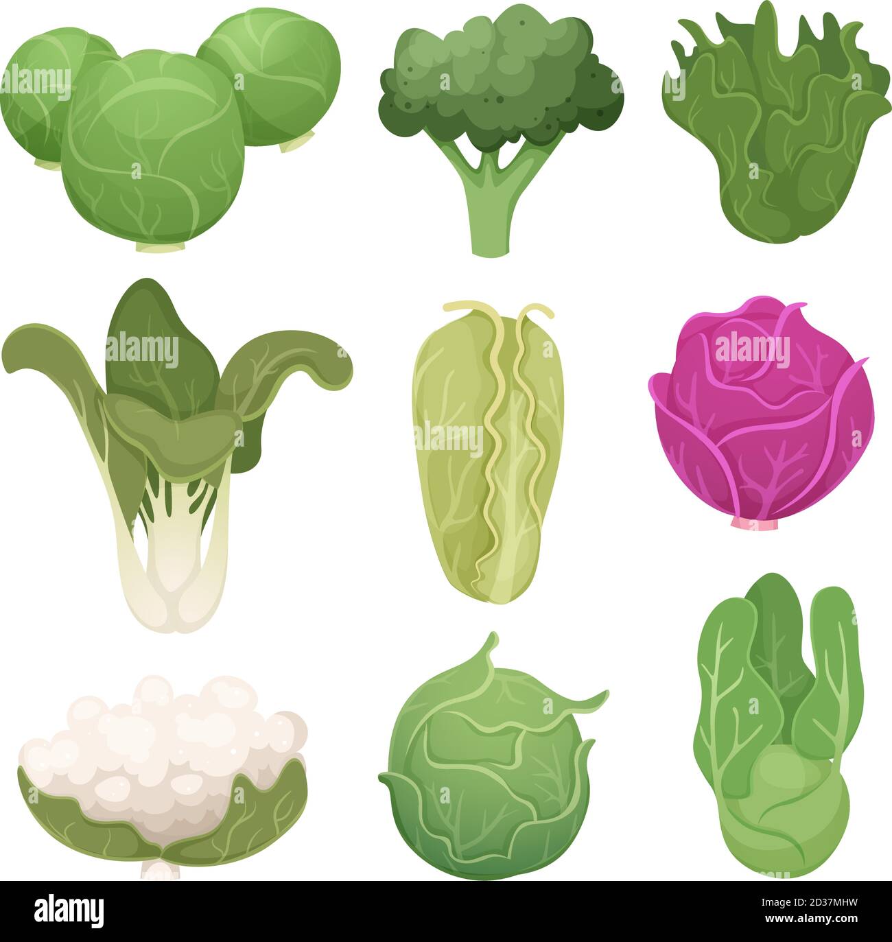 Green cabbage white background Stock Vector Images - Alamy