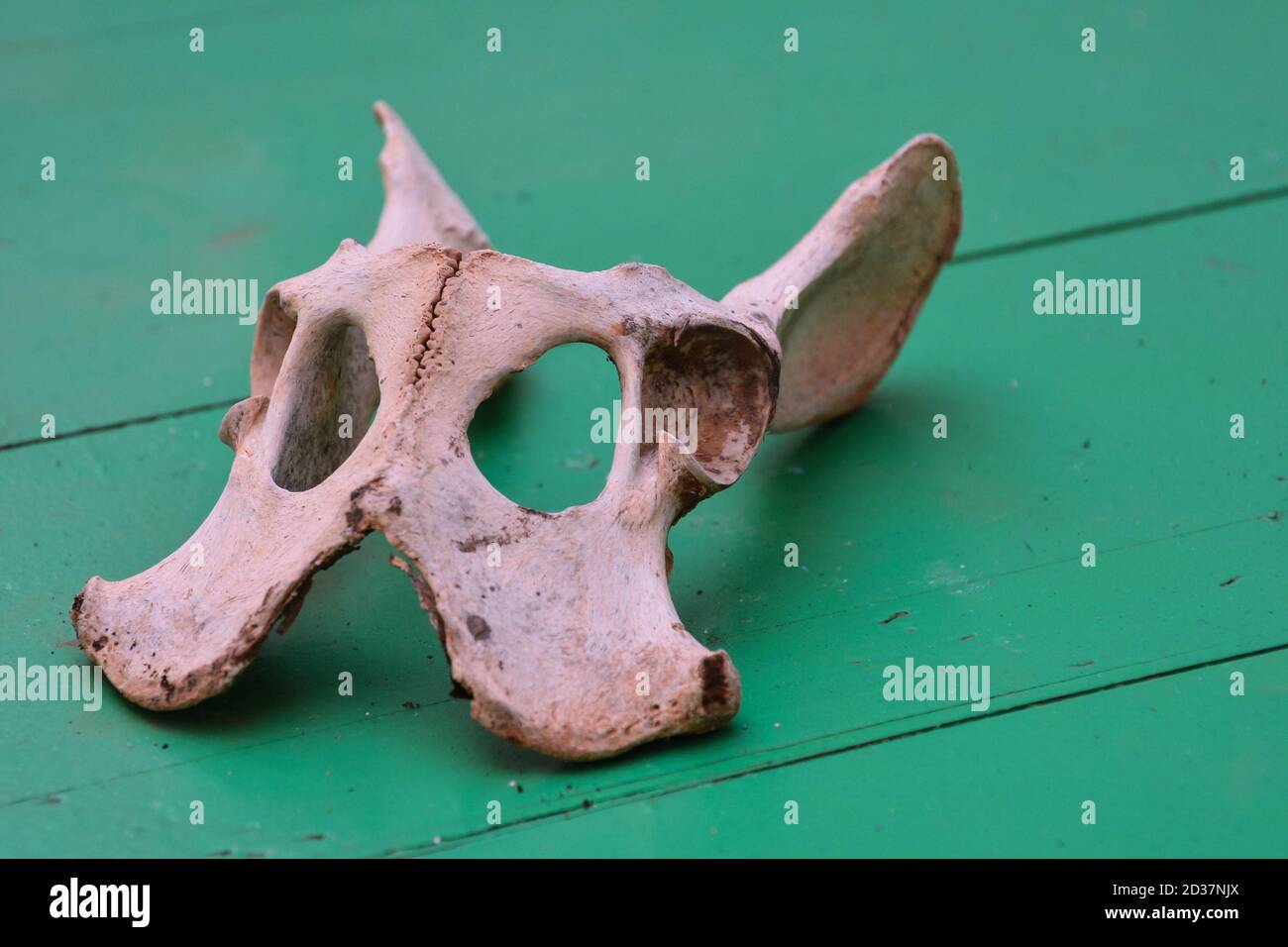 Dry Goat Skull Bone Stock Photo - Alamy