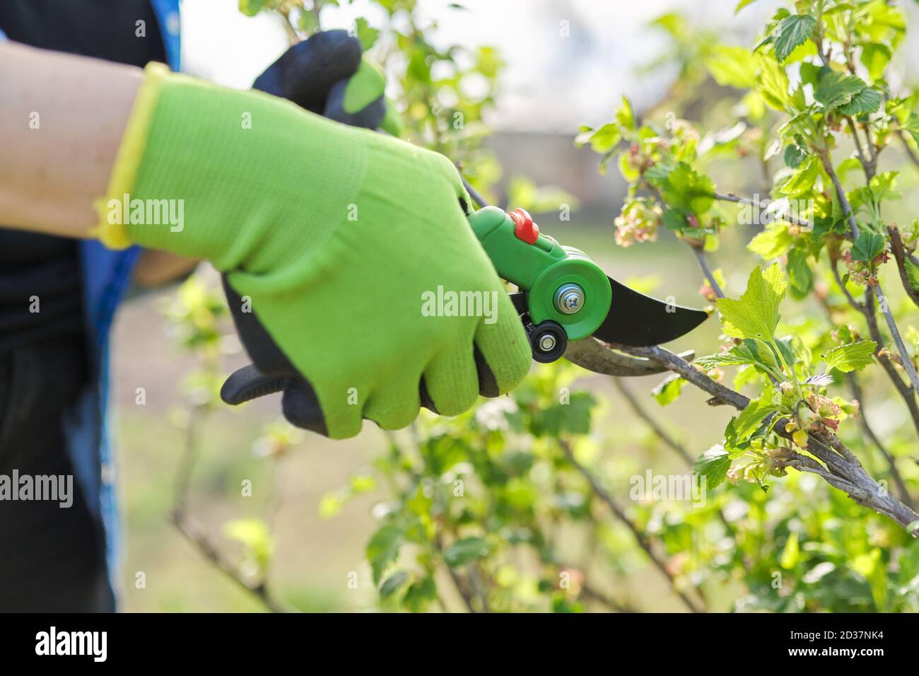 Spring pruning of garden fruit trees and bushes Stock Photo - Alamy