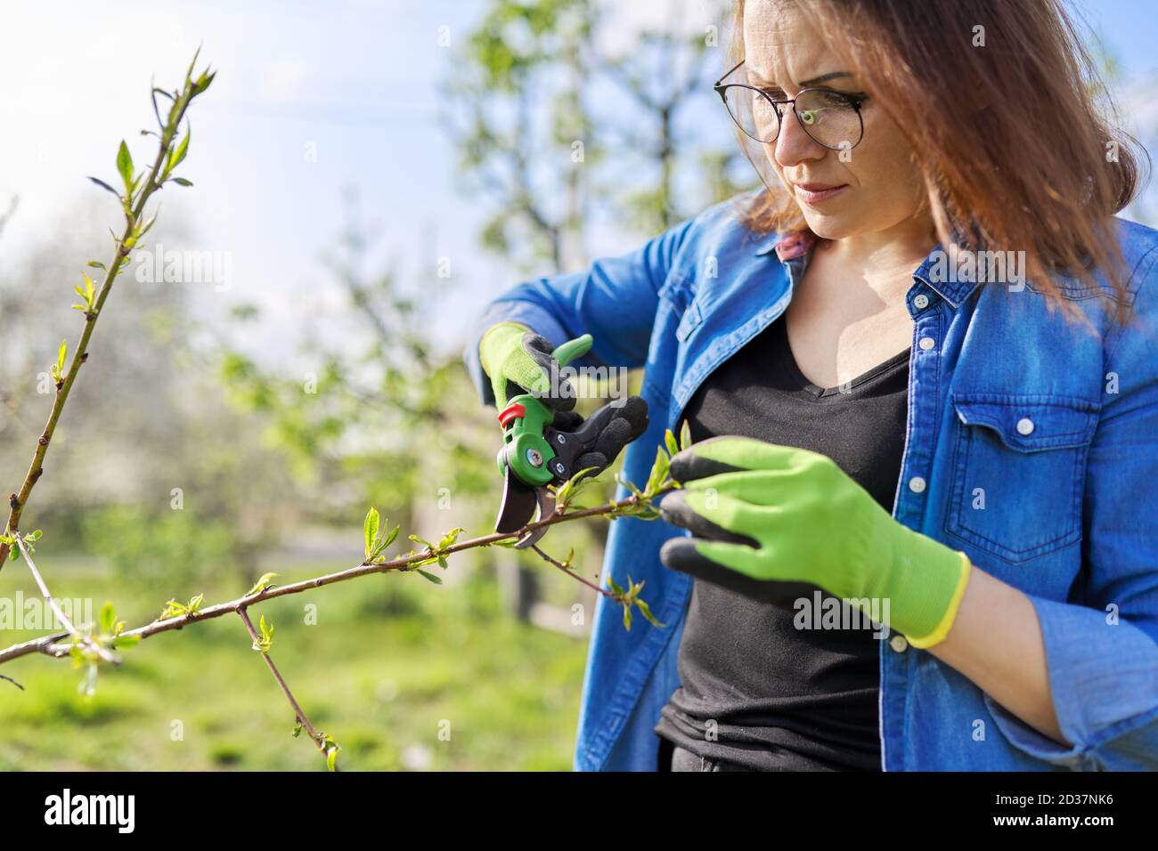 Spring pruning garden, woman with garden scissors pruning on fruit ...