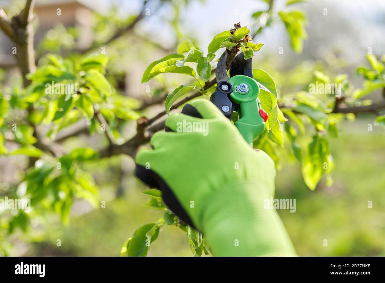 Spring pruning of garden fruit trees and bushes Stock Photo - Alamy