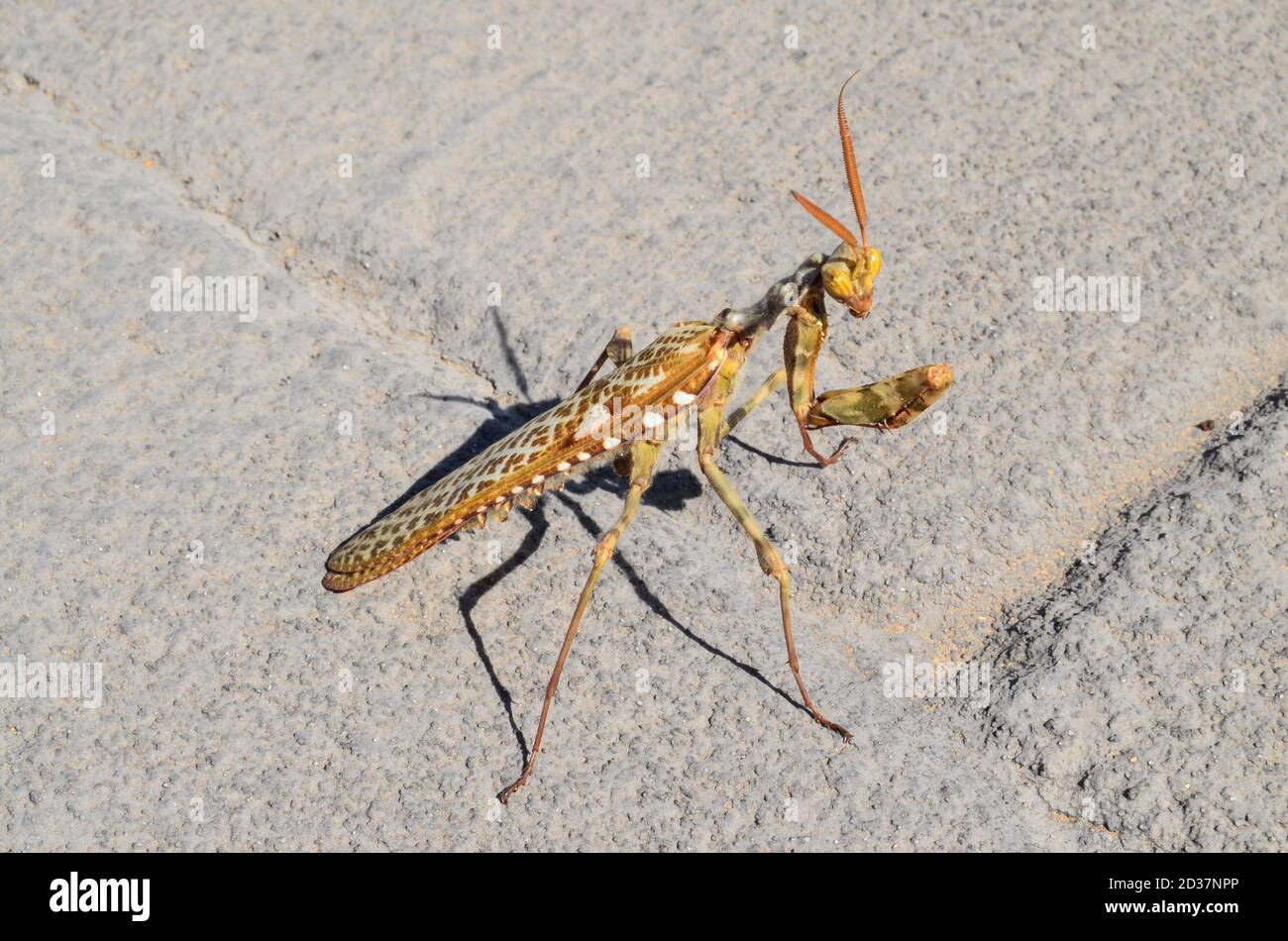Insect Mantis Religiosa Stock Photo - Alamy