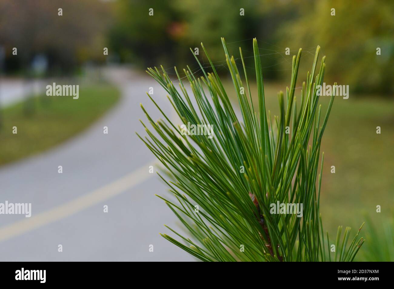 Tree planting canada hi-res stock photography and images - Alamy