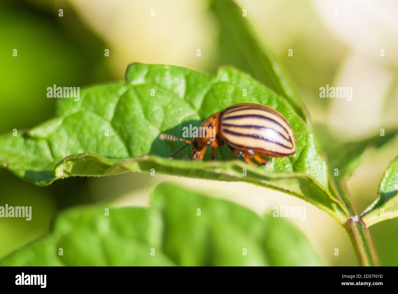 Potato beetle bug eating potato leaf at garden harvesting season Stock ...
