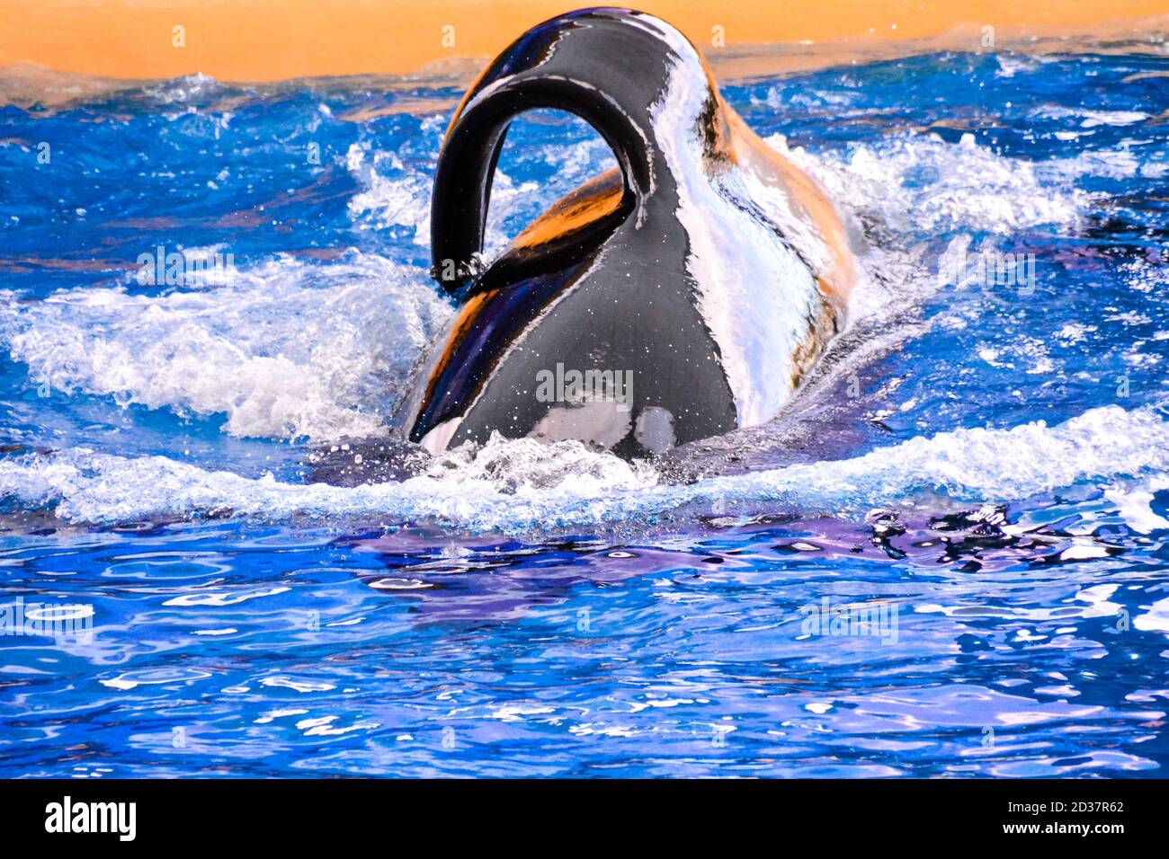 Mammal Orca Killer Whale Fish Stock Photo - Alamy