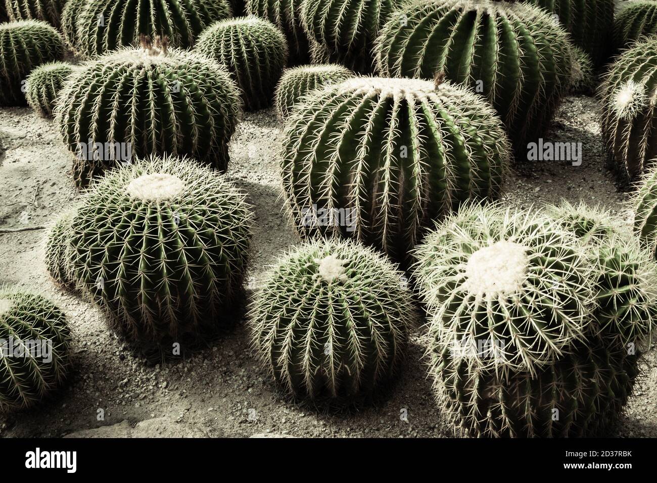 Big round cacti hi-res stock photography and images - Alamy