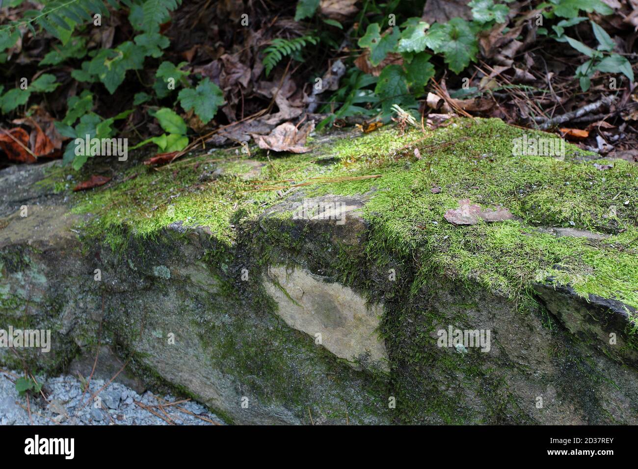 A moss covered stone retaining wall in a forest in Durham, North ...