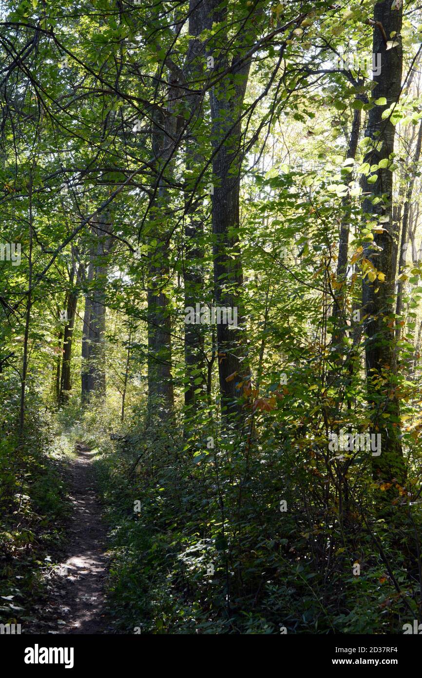 Deciduous forest bushy undergrowth hi-res stock photography and images ...