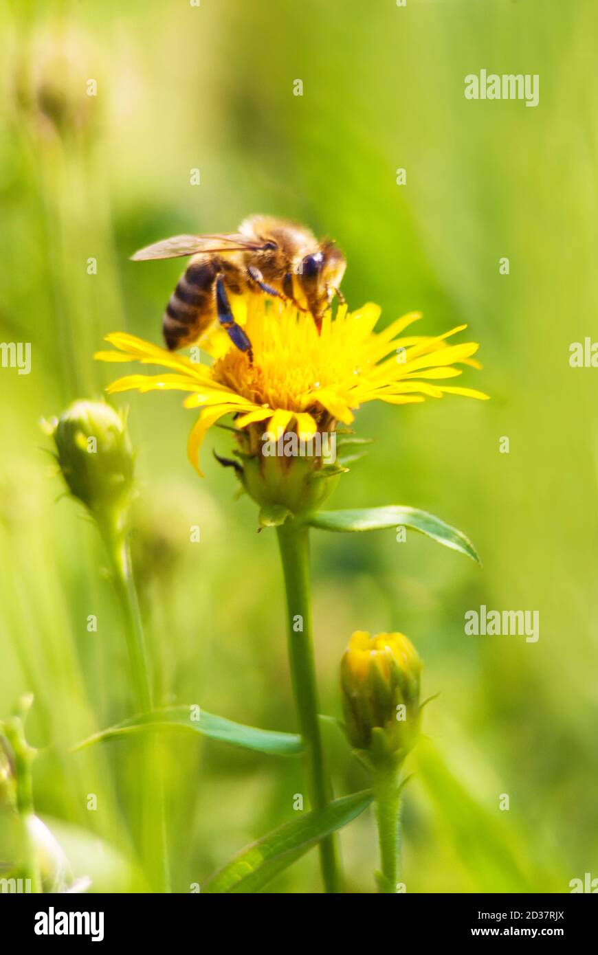 Closeup of bumblebee face hi-res stock photography and images - Alamy