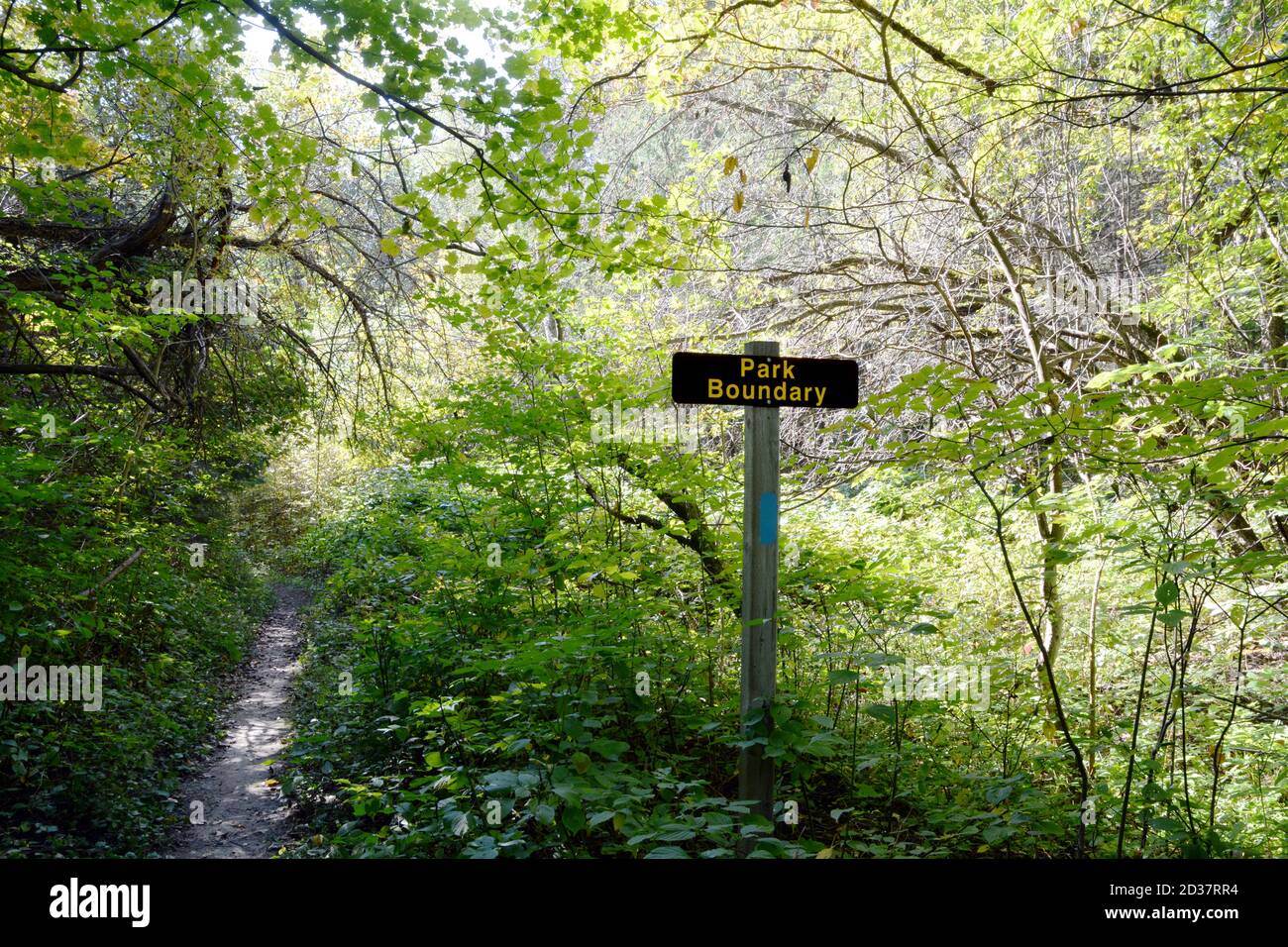 The Bruce Trail hiking path running through a deciduous forest on the ...