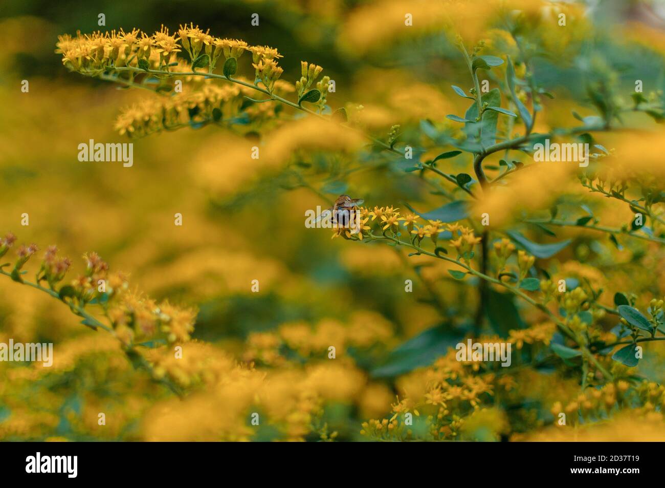 Beautiful forsythia flowers in the garden in spring. Golden Bell ...