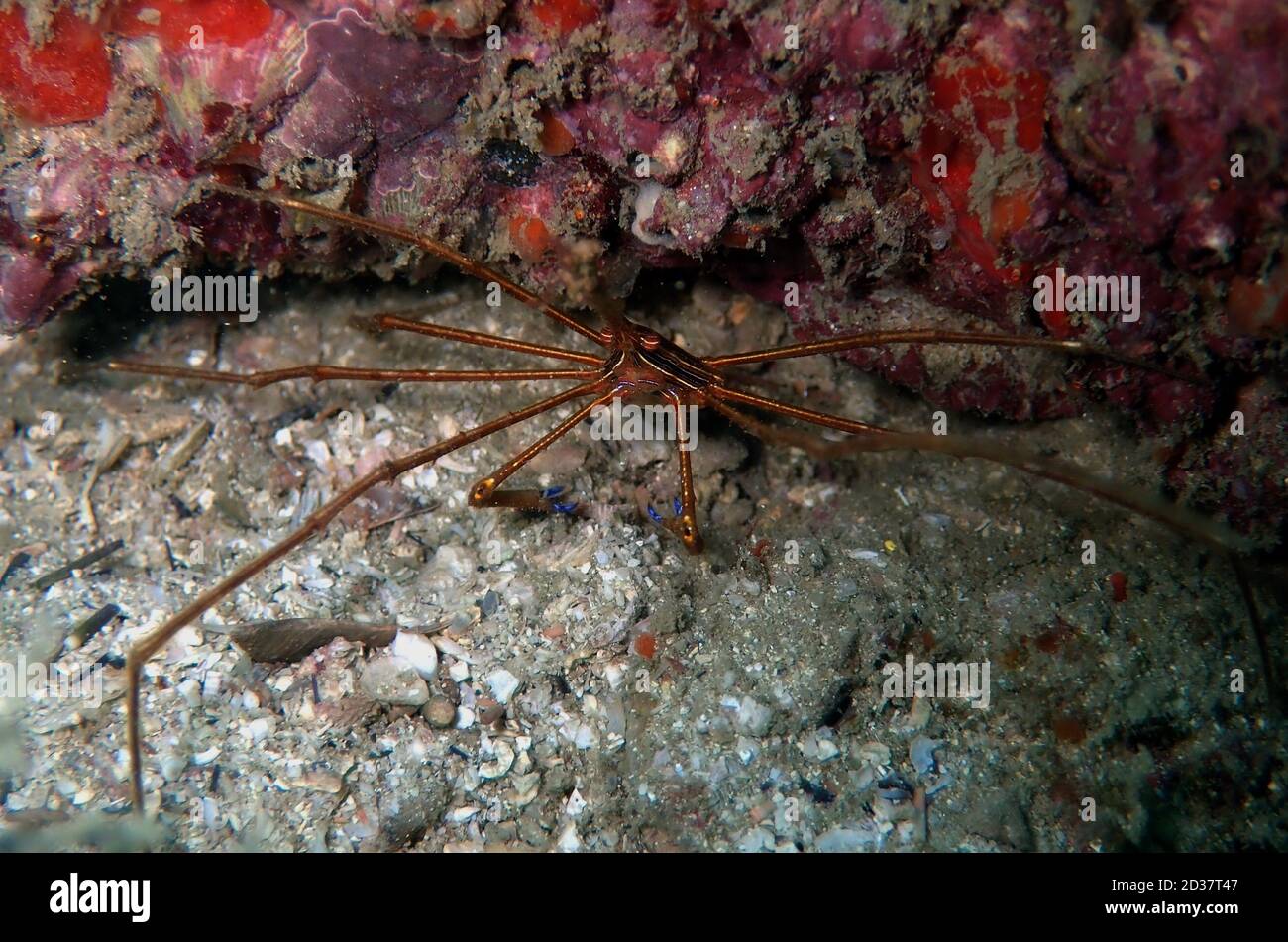 Pretty crab hiding amongst the reef, Arraial do Cabo, Brazil Stock ...