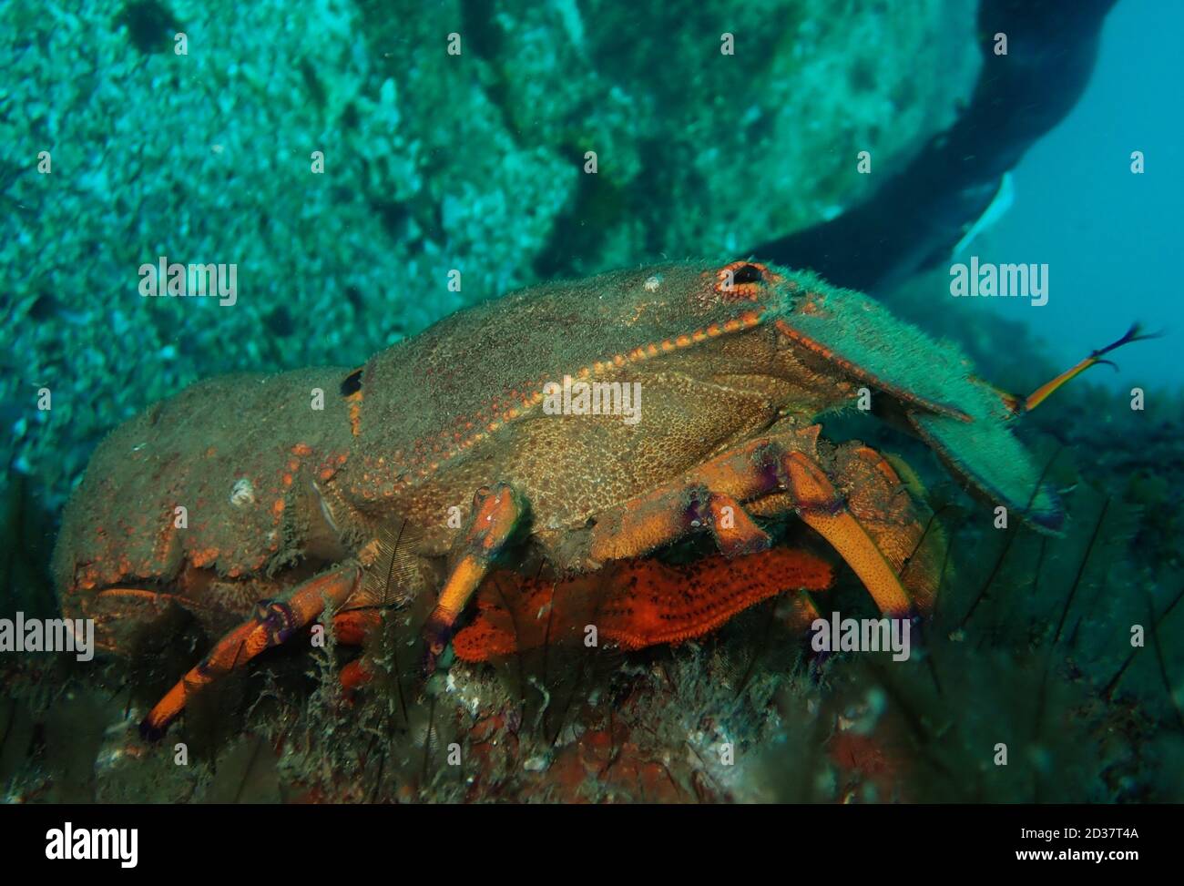 Slipper lobster eating a starfish, Arraial do Cabo, Brazil Stock Photo ...