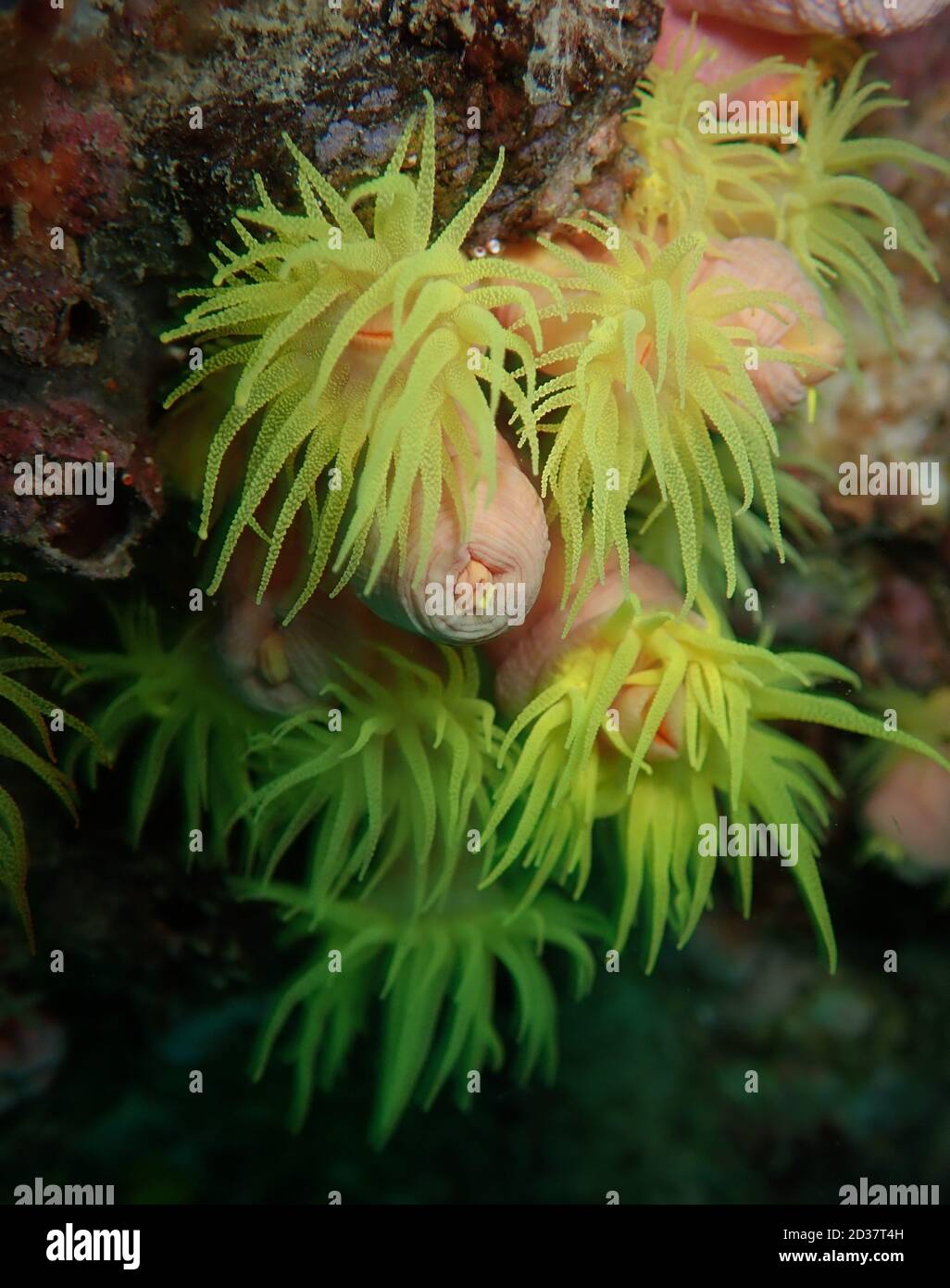 Pretty yellow polyps drooping around anemone, Arraial do Cabo, Brazil ...