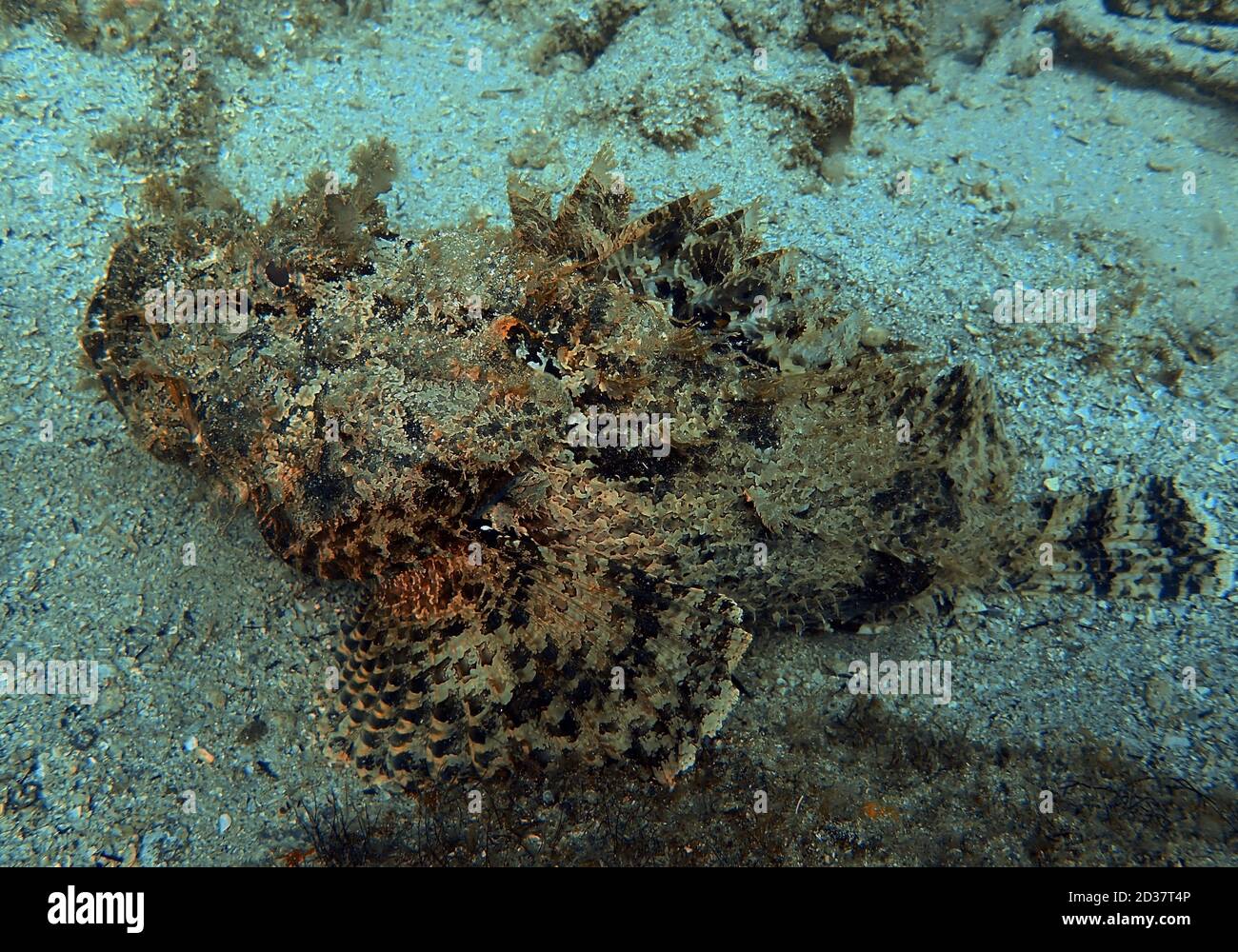 Scorpion fish with spines raised in a defensive position, Arraial do ...