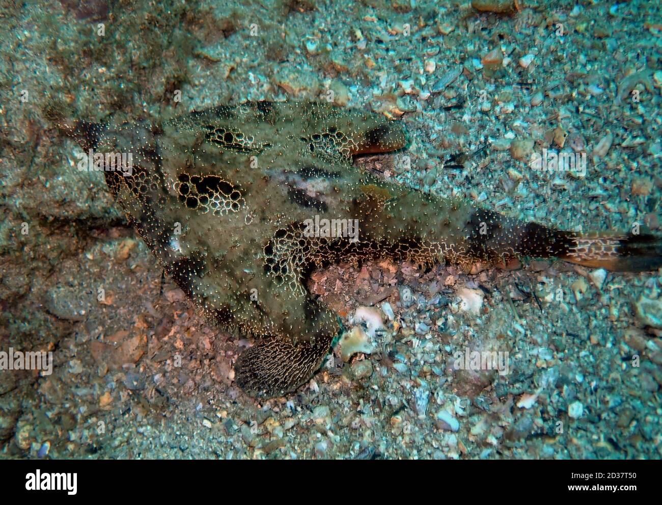 Brazilian batfish hi-res stock photography and images - Alamy