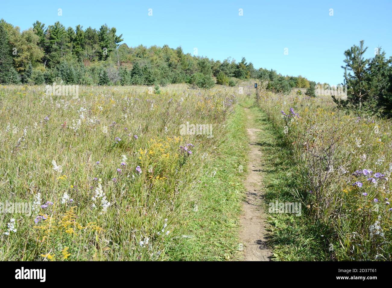 The Bruce Trail hiking path running through a clearing and field of ...